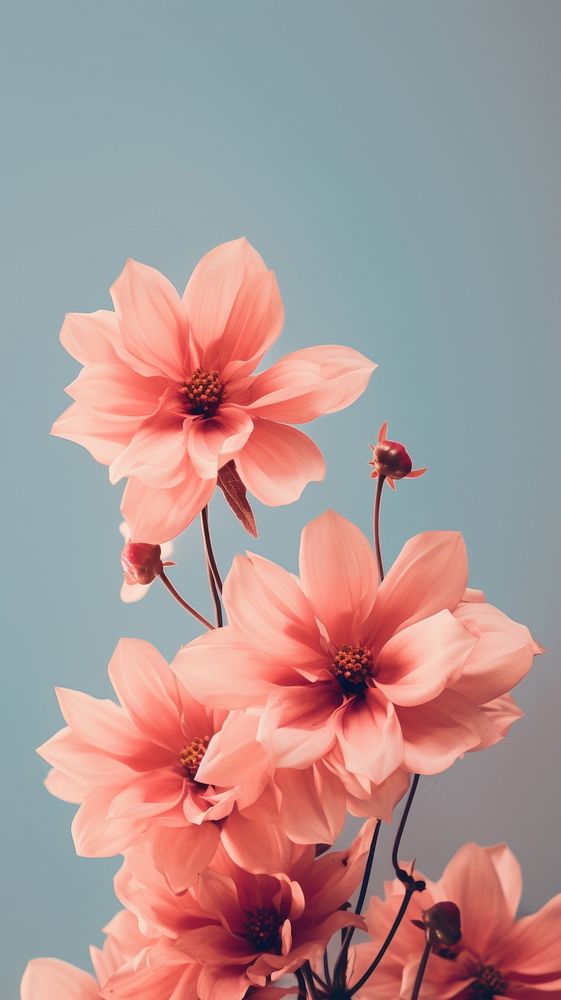 Nature flower blossom petal plant. | Free Photo - rawpixel