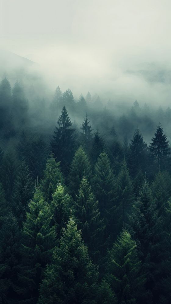 Nature outdoors woodland forest | Premium Photo - rawpixel