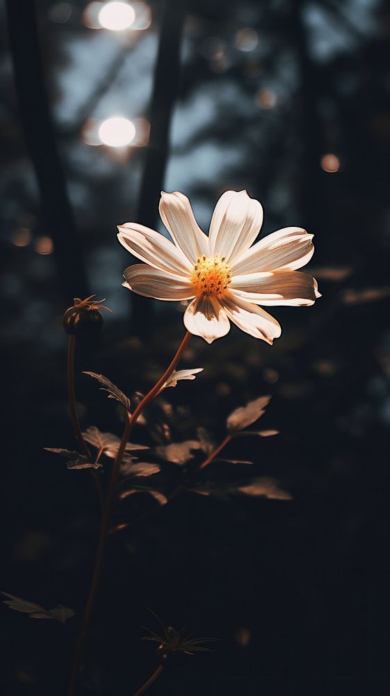 Aesthetic night minimal flower garden | Free Photo - rawpixel