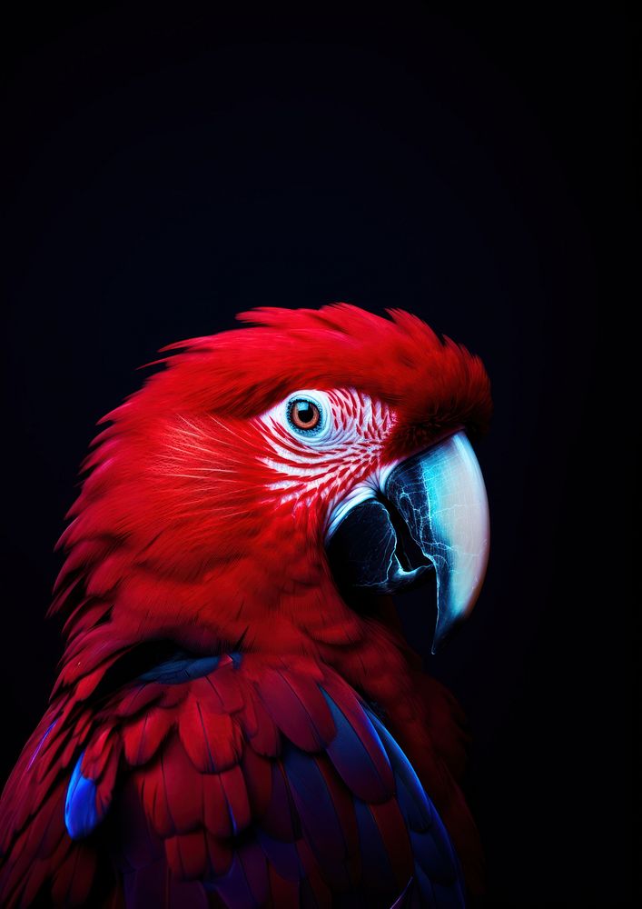 colorful parrot portrait animal bird | Premium Photo - rawpixel
