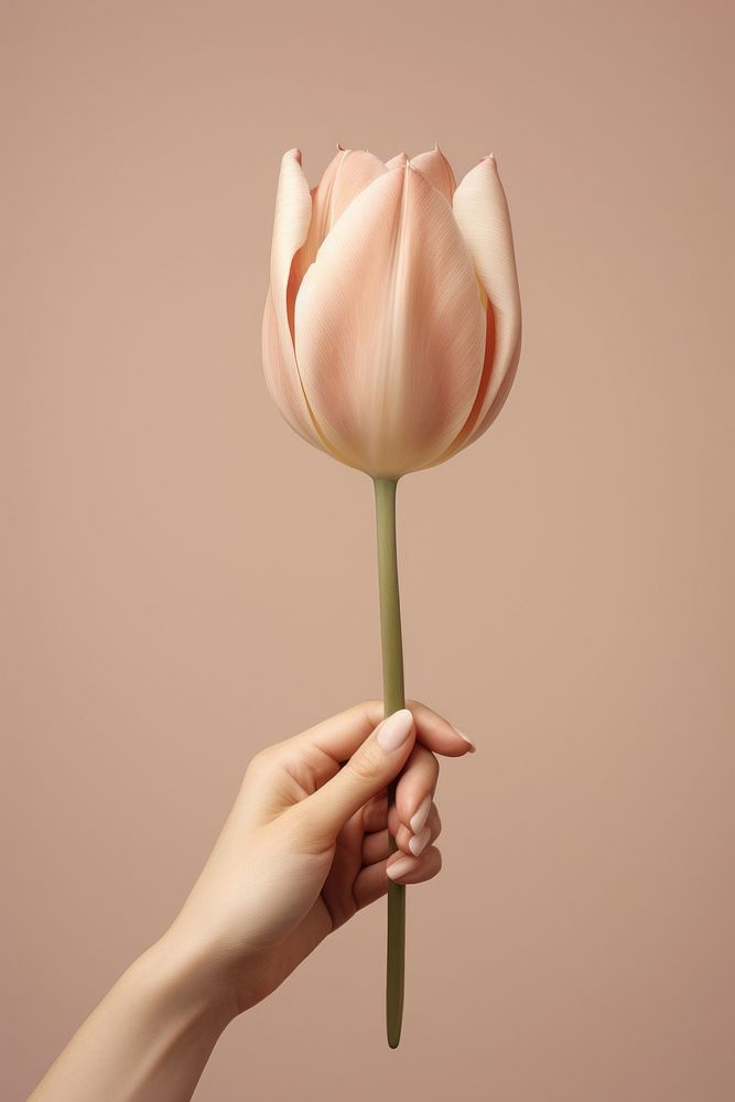 Hand holding tulip flower petal | Premium Photo - rawpixel