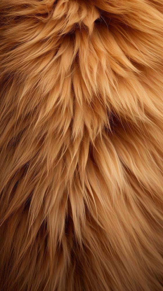 Cat fur texture backgrounds textured. | Premium Photo - rawpixel