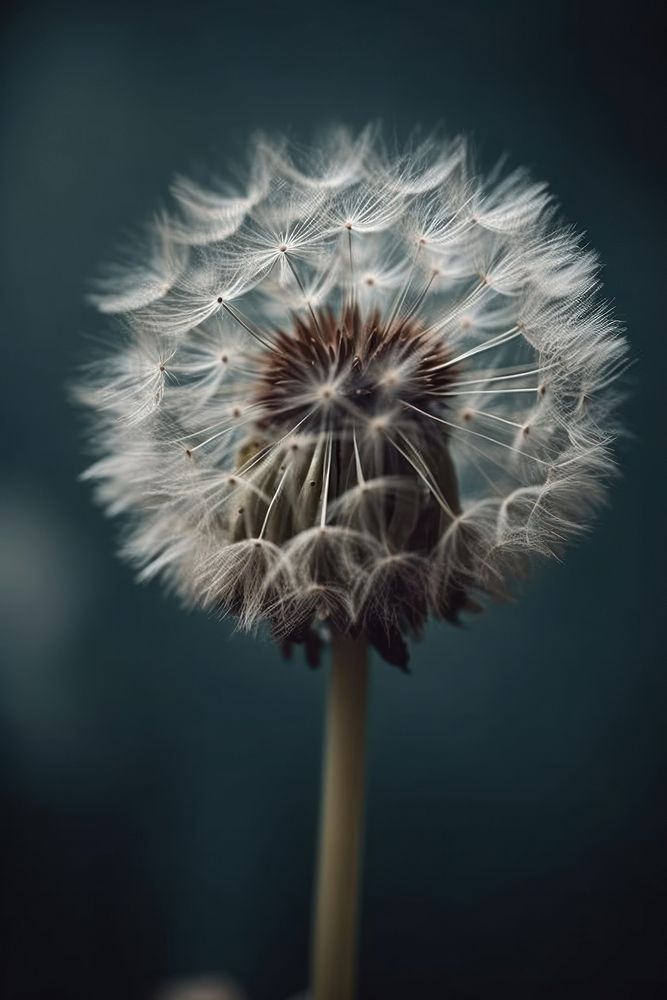 Dandelion flower plant inflorescence. | Premium Photo - rawpixel