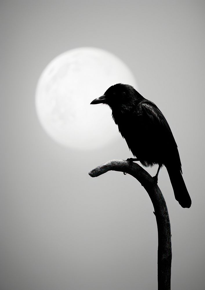 crow and moon outdoors animal | Premium Photo - rawpixel