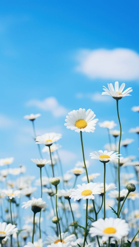Field Daisy Sky Backgrounds Outdoors Free Photo Rawpixel