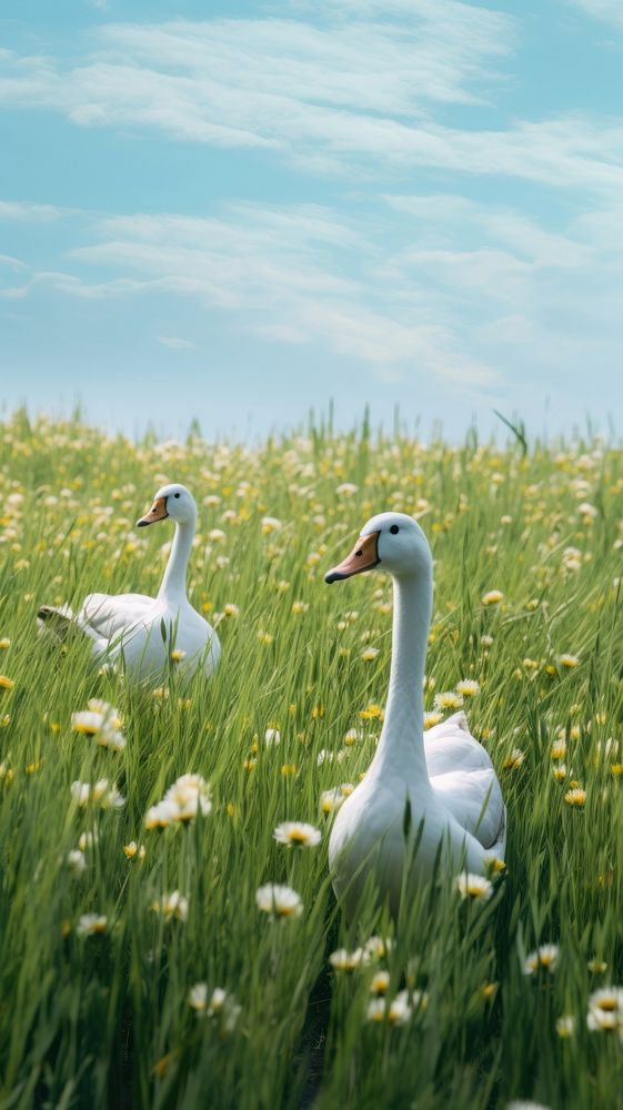 White ducks meadow outdoors nature | Free Photo - rawpixel