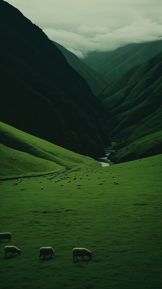 Black sheep grazing lush green | Free Photo - rawpixel