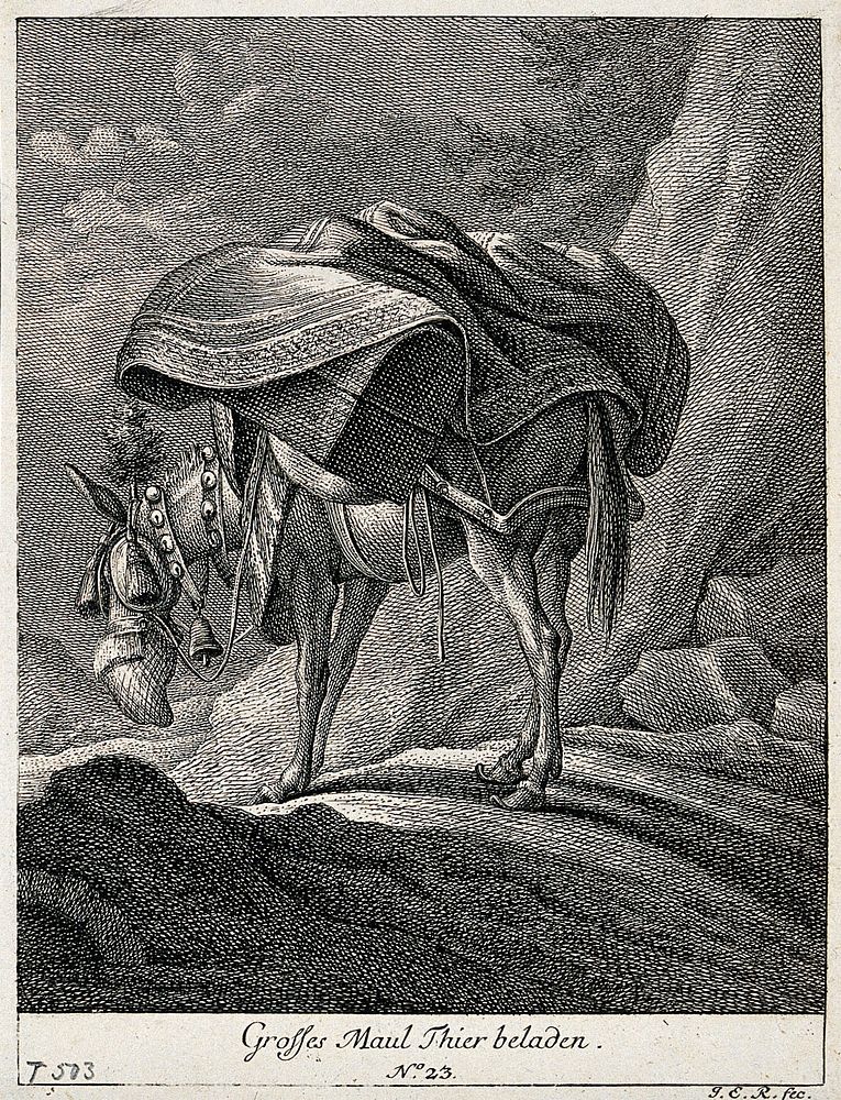 large mule carrying heavy load. | Free Photo Illustration - rawpixel