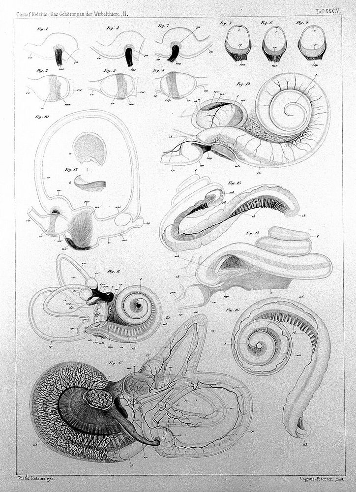 Das Gehörorgan der Wirbelthiere : | Free Photo Illustration - rawpixel