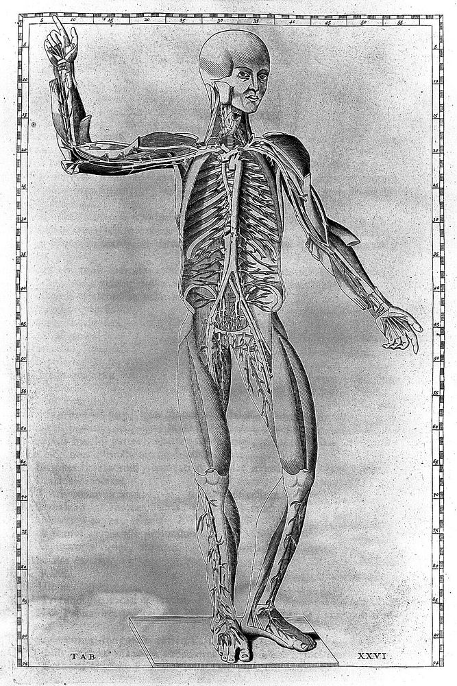 Detailed anatomical human illustration | Free Photo Illustration - rawpixel