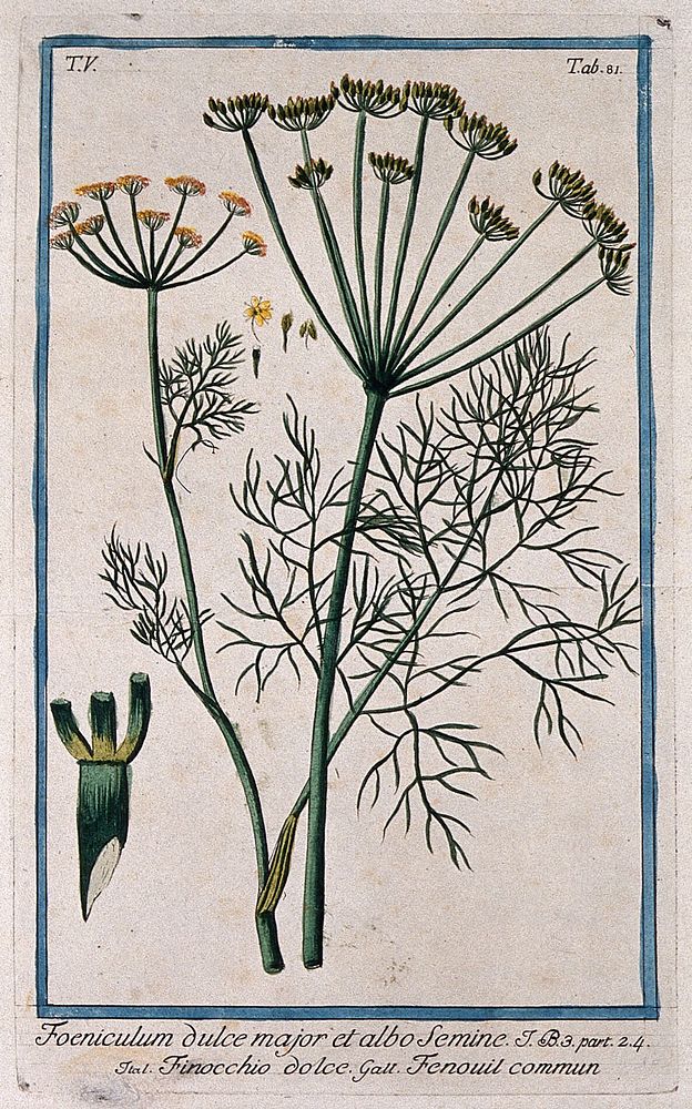 Fennel (Foeniculum vulgare Miller): flowering | Free Photo Illustration ...