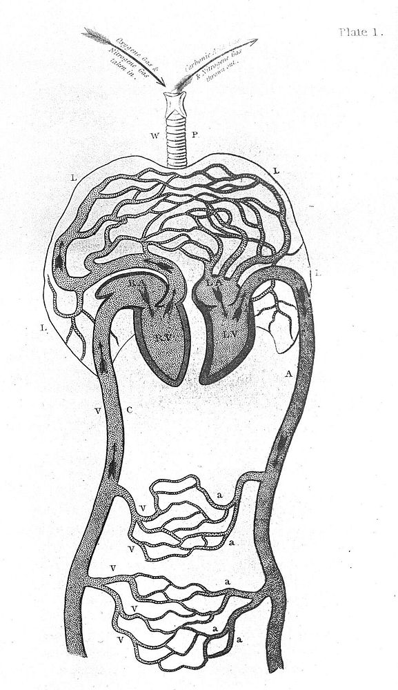 Observations apparent death drowning, hanging | Free Photo Illustration ...