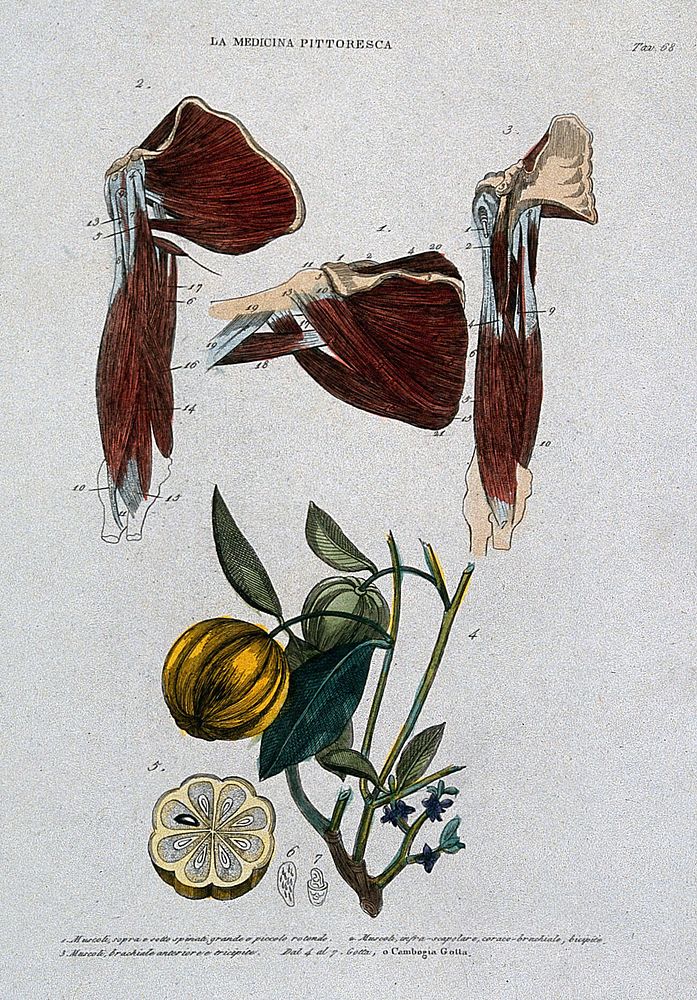 Top, muscles shoulder; bottom, plant | Free Photo Illustration - rawpixel