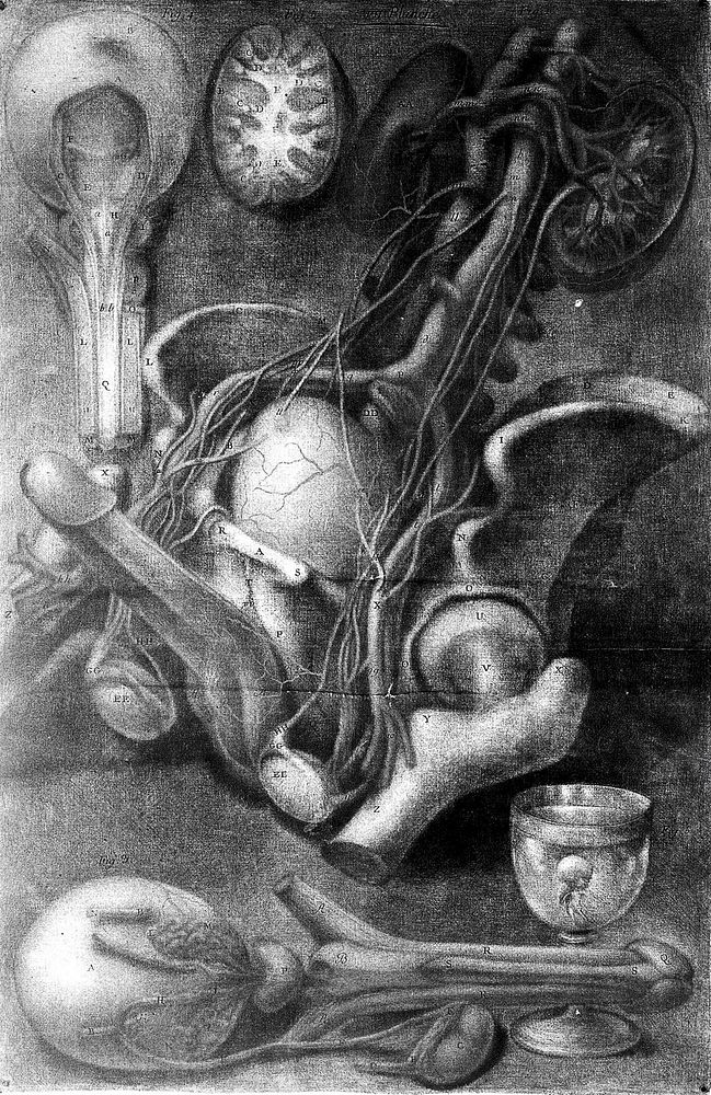 Anatomie generale des visceres en | Free Photo Illustration - rawpixel