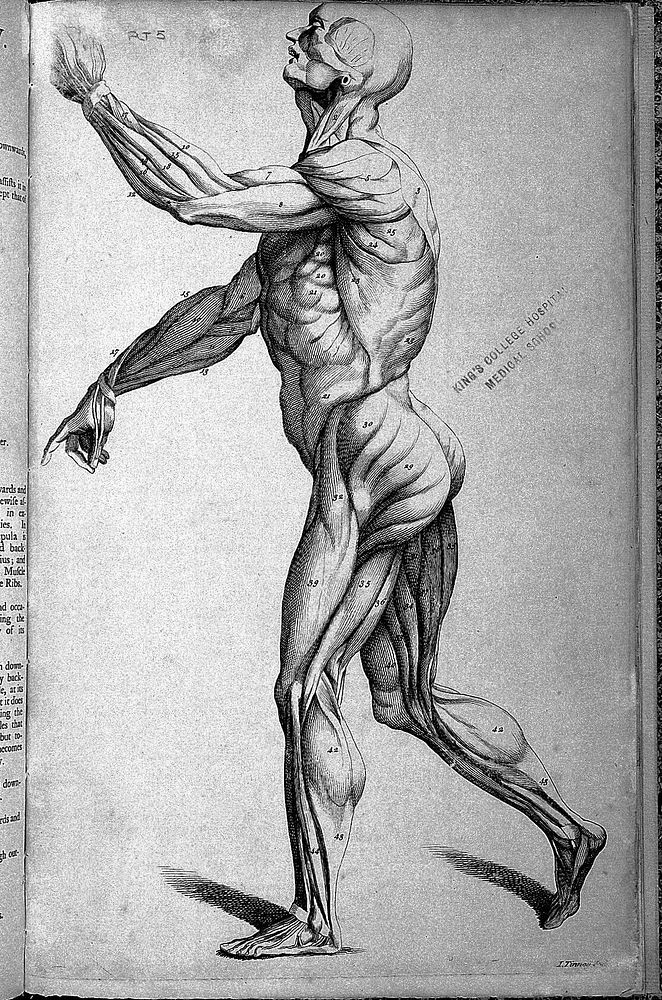 Compendium anatomicum, or compendious treatise | Free Photo ...