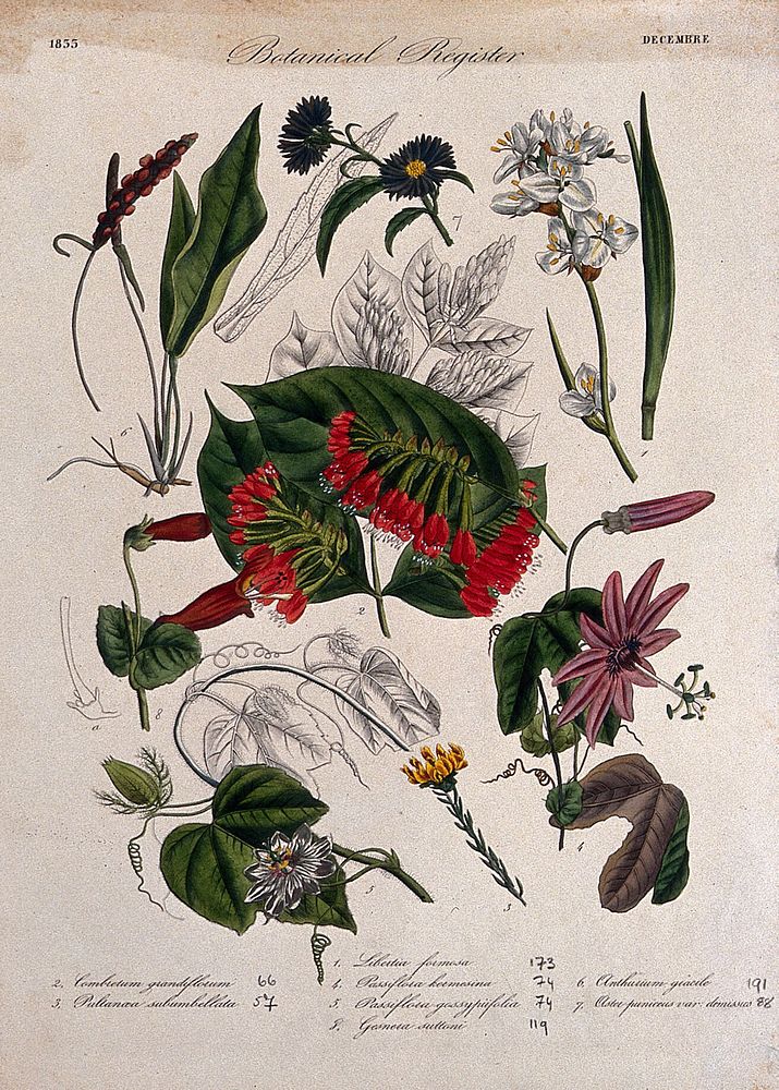 Eight plants, including two passion | Free Photo Illustration - rawpixel