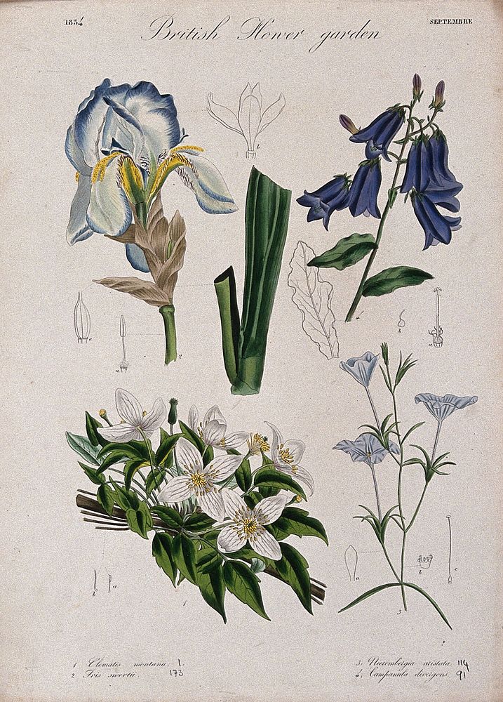 Four British garden plants: flowering | Free Photo Illustration - rawpixel