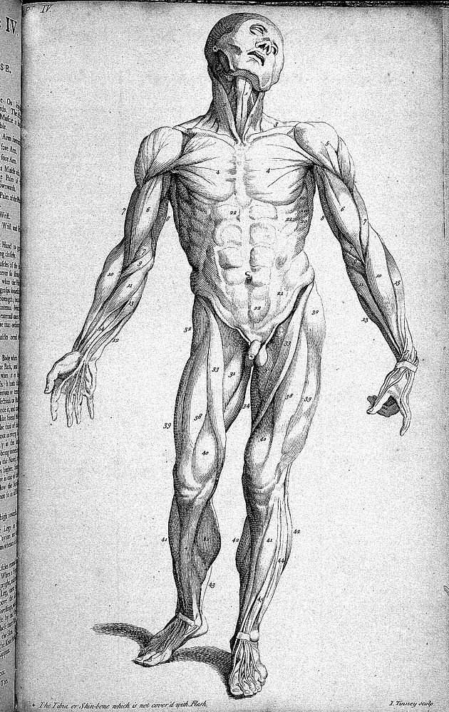 Compendium anatomicum, compendious treatise anatomy | Free Photo ...