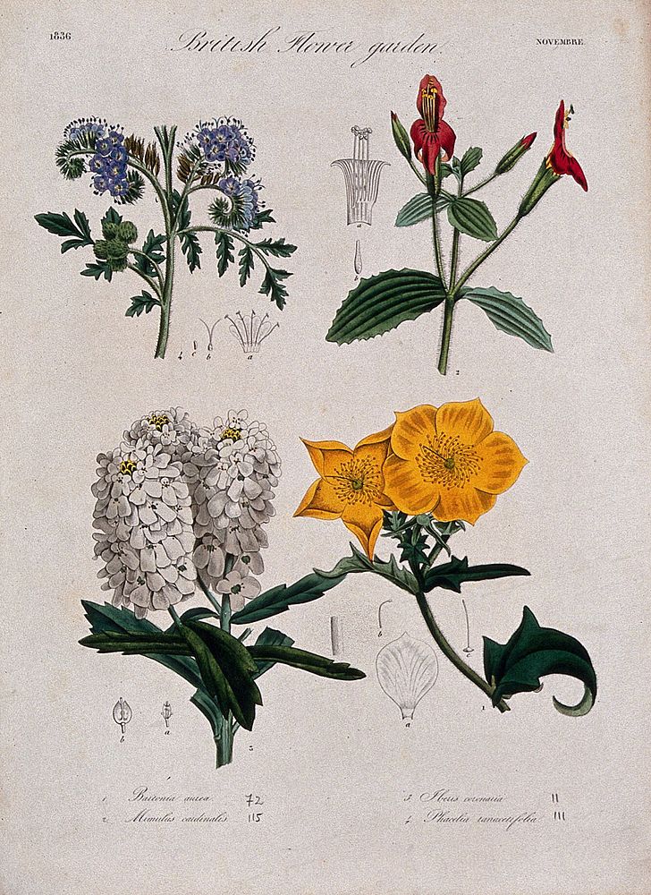 Four British garden plants: flowering | Free Photo Illustration - rawpixel