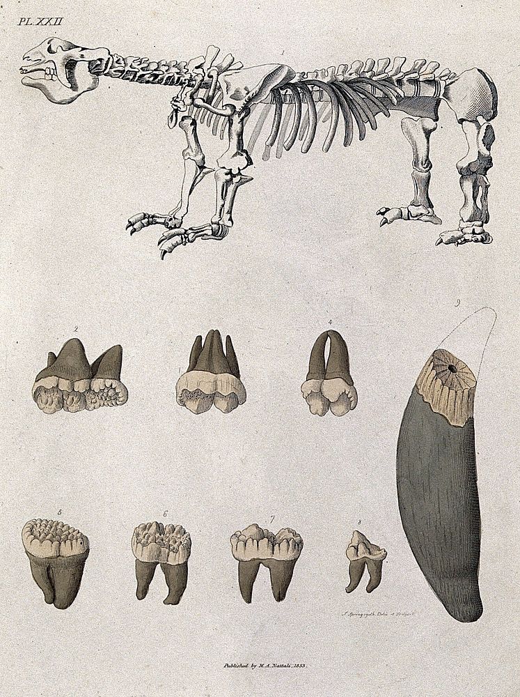 skeleton megatherium and teeth fossil | Free Photo Illustration - rawpixel