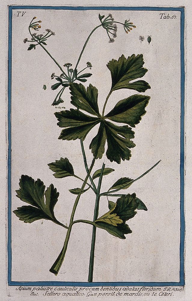 Wild celery (Apium graveolens L.): | Free Photo Illustration - rawpixel