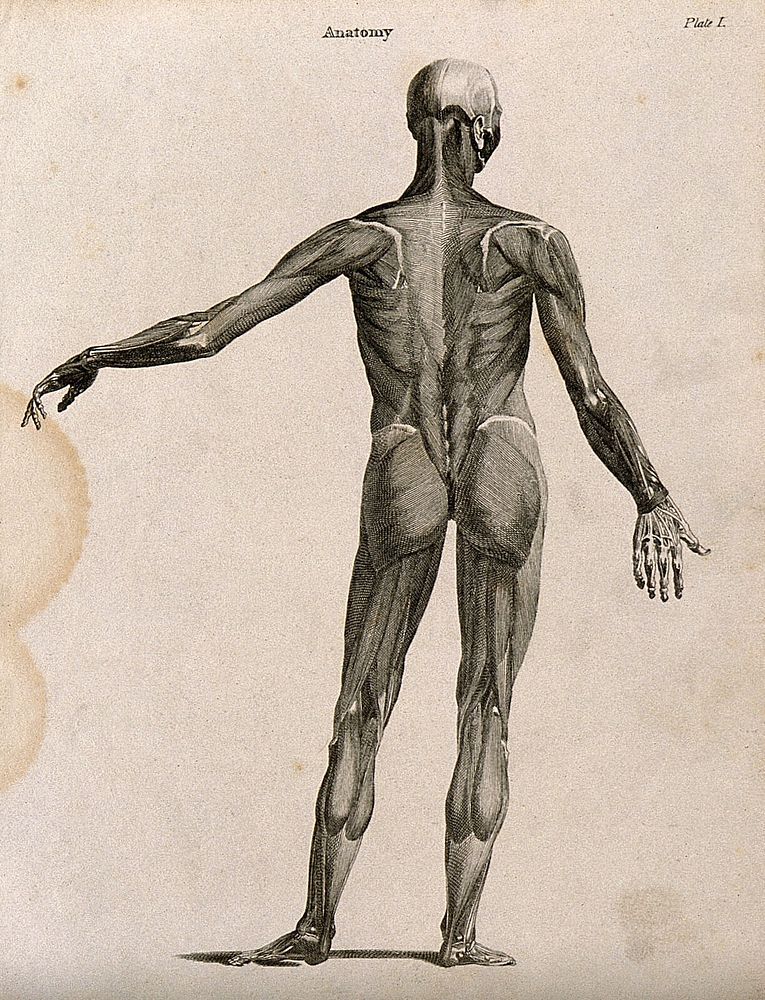 An écorché left arm extended | Free Photo Illustration - rawpixel