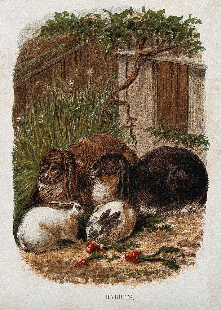 Four domesticated rabbits. Colour reproduction | Free Photo ... Four domesticated rabbits. Colour reproduction | Free Photo ...