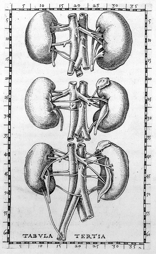 Tabulae anatomicae / clarissimi Bartholomaei | Free Photo Illustration ...