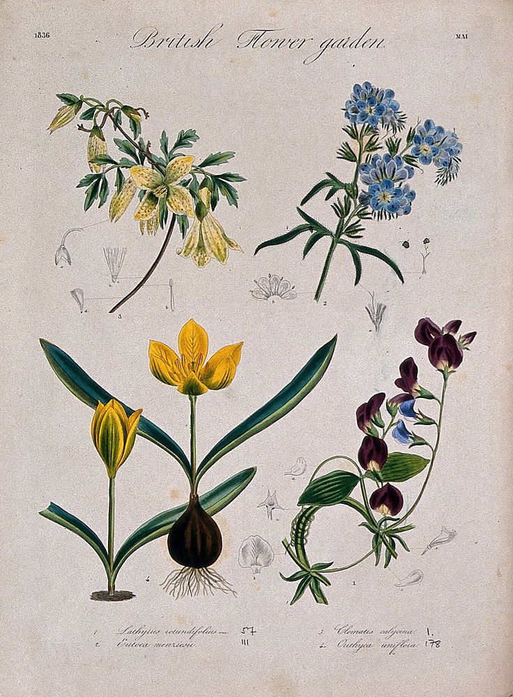 Four British garden plants: flowering | Free Photo Illustration - rawpixel