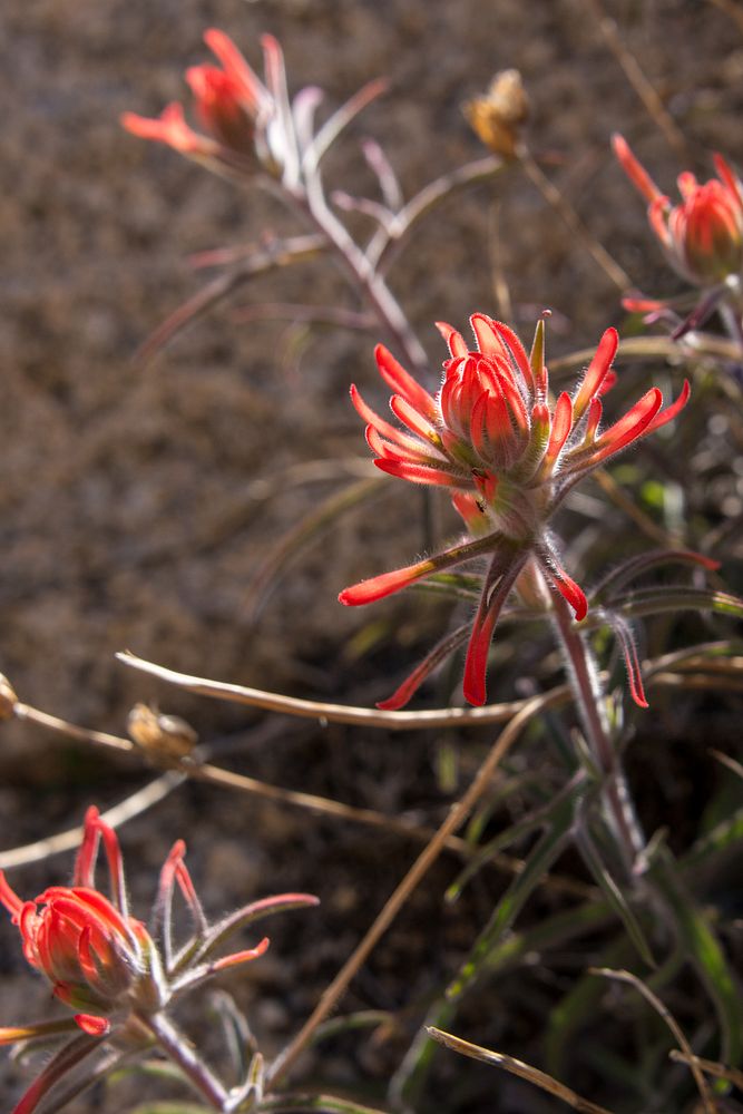 Indian Paintbrush | Free Photo - rawpixel