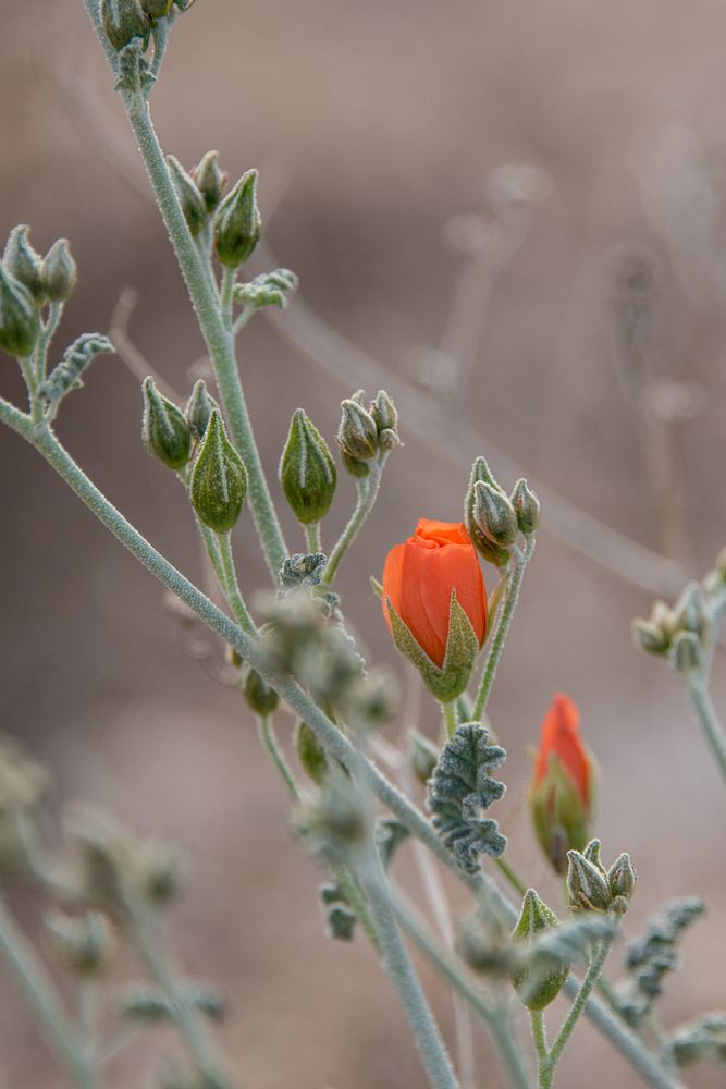 Globemallow (Sphaeralcea ambigua) | Free Photo - rawpixel