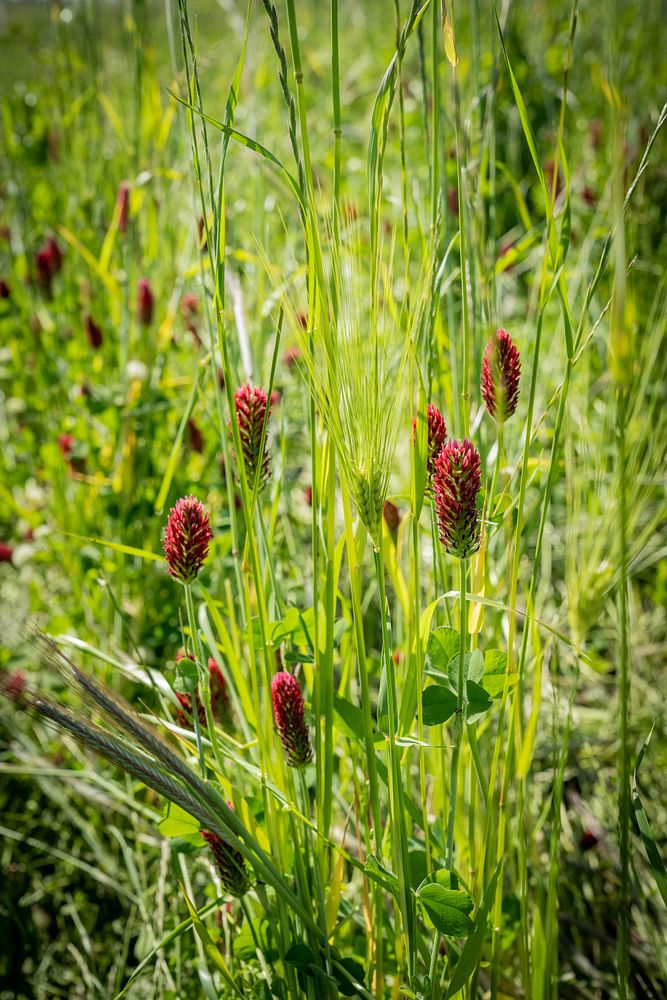 Cover crops grow in a field | Free Photo - rawpixel