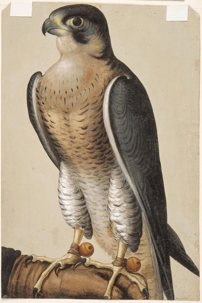 hunting falcon falconer's glove | Free Photo Illustration - rawpixel