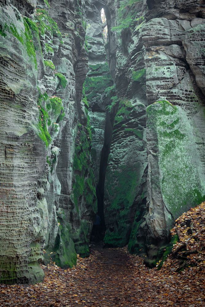 Mysterious path | Free Photo - rawpixel