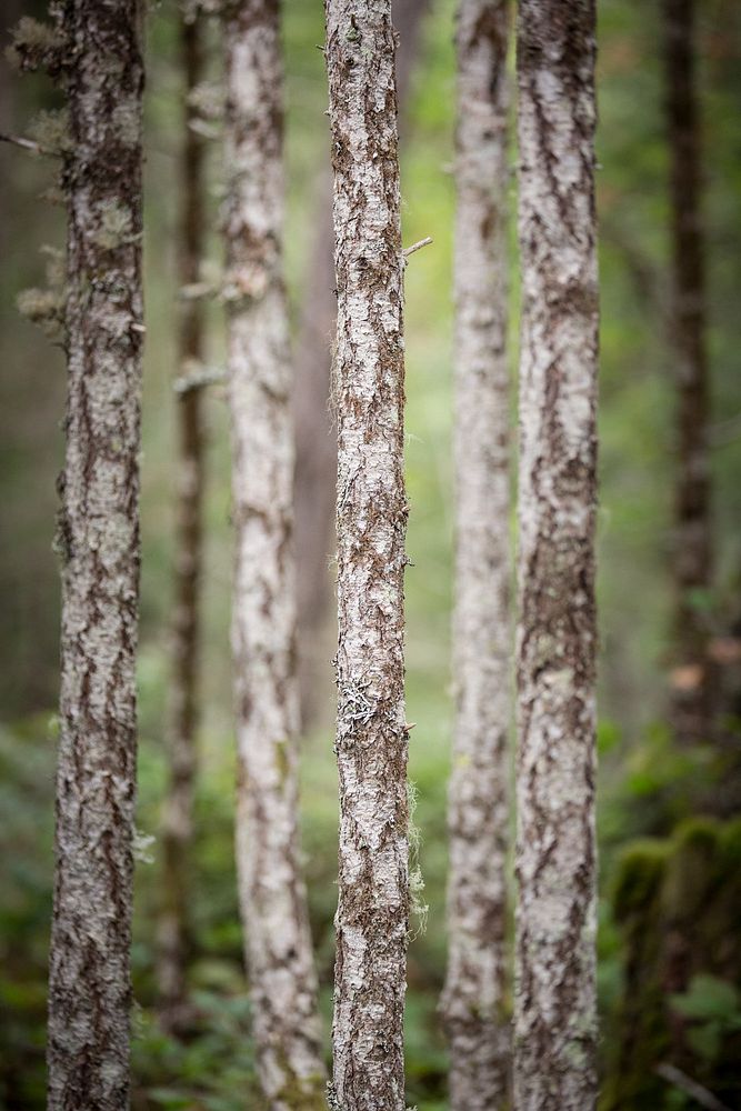 Several skinny trees covered light | Free Photo - rawpixel