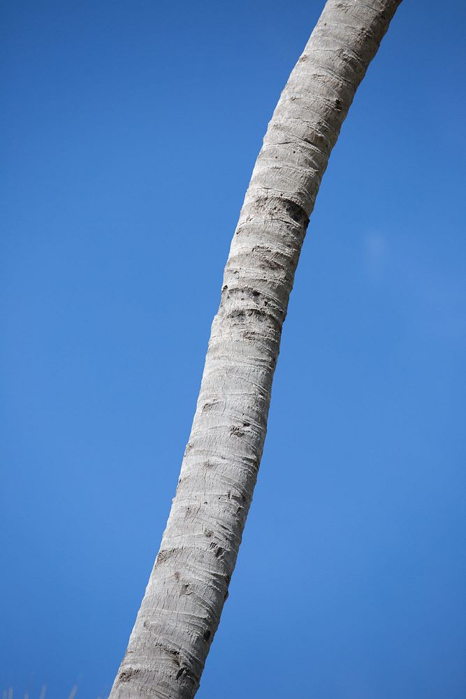 close curved trunk palm tree | Free Photo - rawpixel
