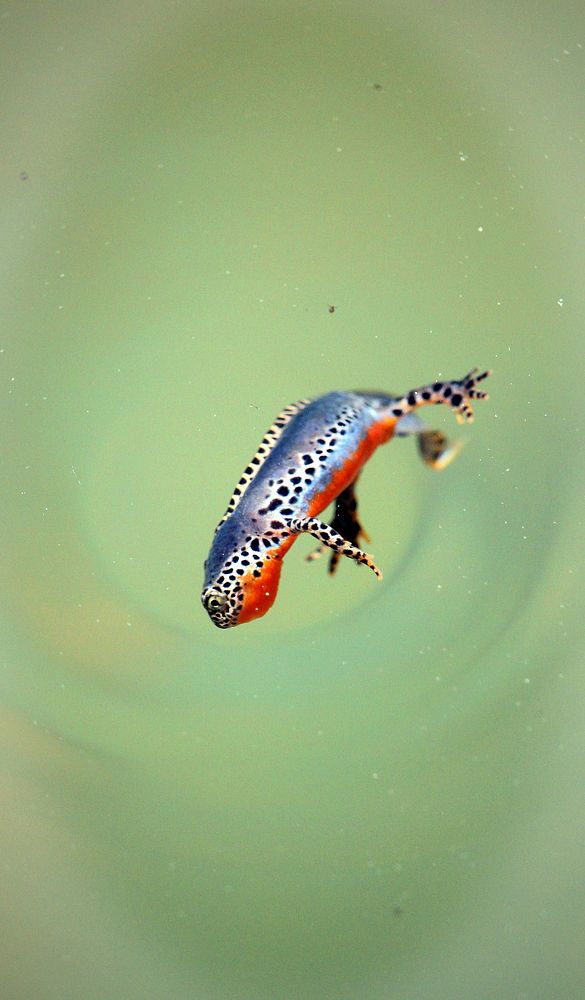 Alpine newt lizard jumping closeup. | Free Photo - rawpixel