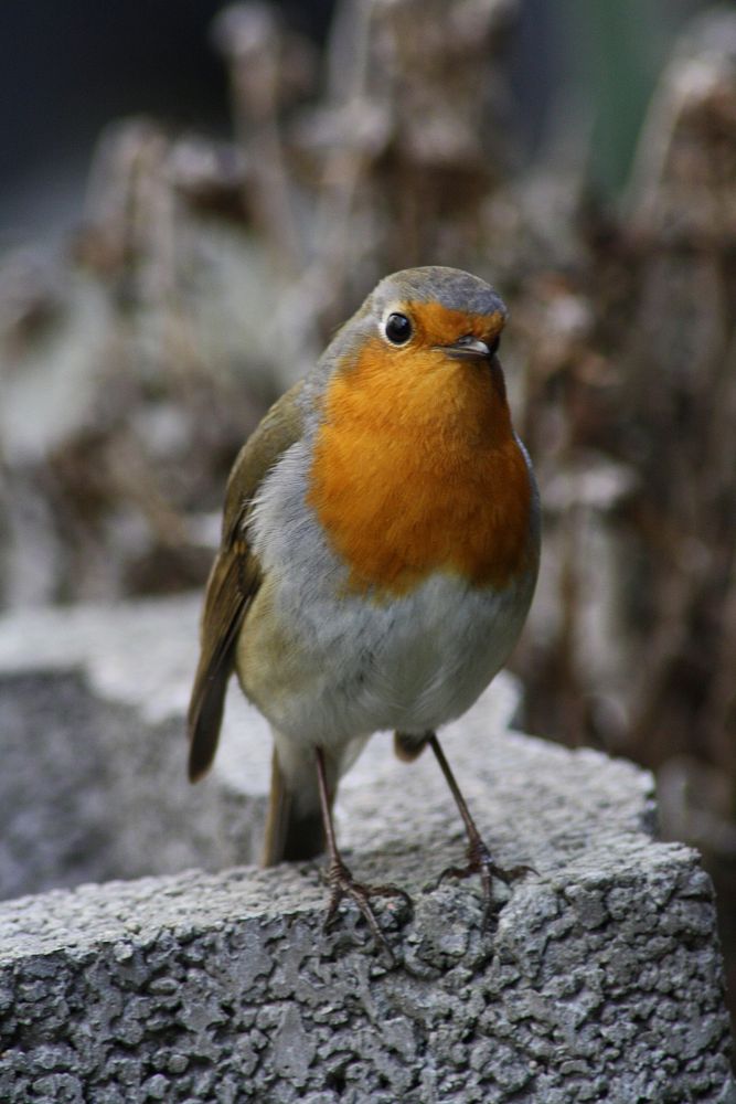 Cute Robin bird phtoto. Free | Free Photo - rawpixel