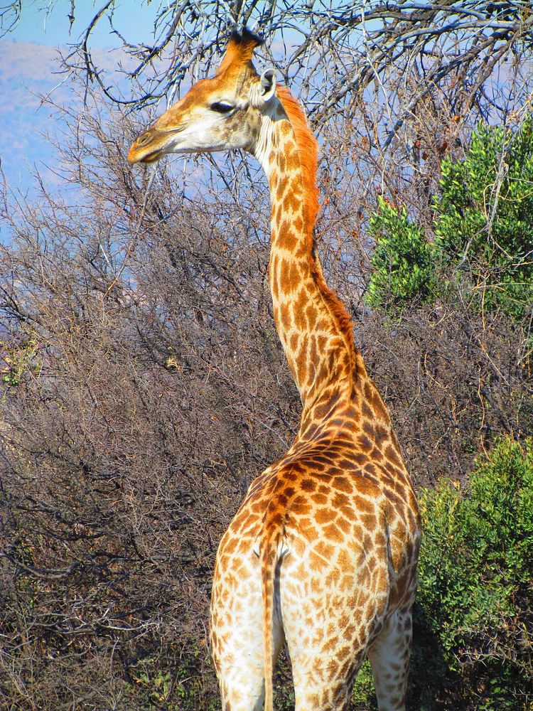 Giraffe face image. Free public | Free Photo - rawpixel