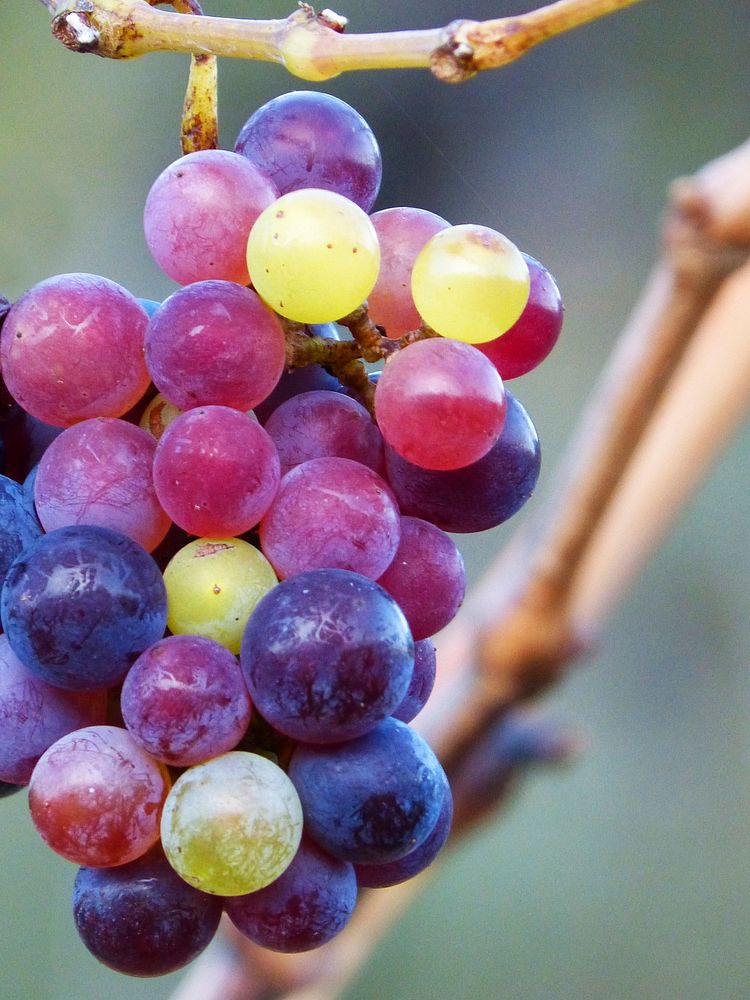 Closeup red grape plant. Free | Free Photo - rawpixel