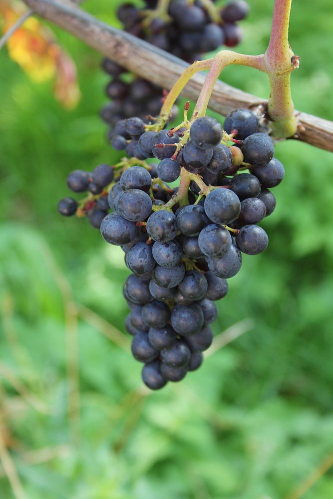 Closeup red grape plant. Free | Free Photo - rawpixel