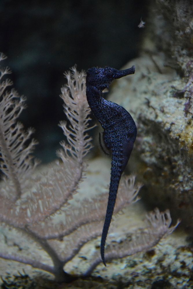 Dark blue seahorse close up. | Free Photo - rawpixel