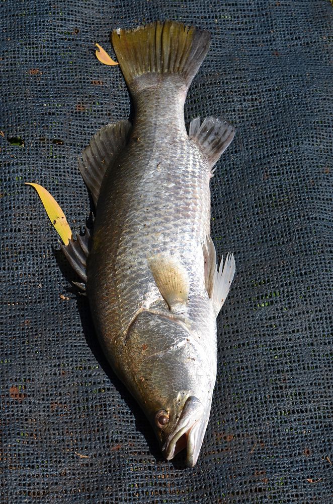 Dead barramundi fish close up. | Free Photo - rawpixel