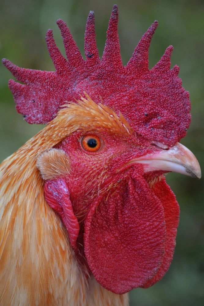 Rooster, poutry industry. Free public | Free Photo - rawpixel
