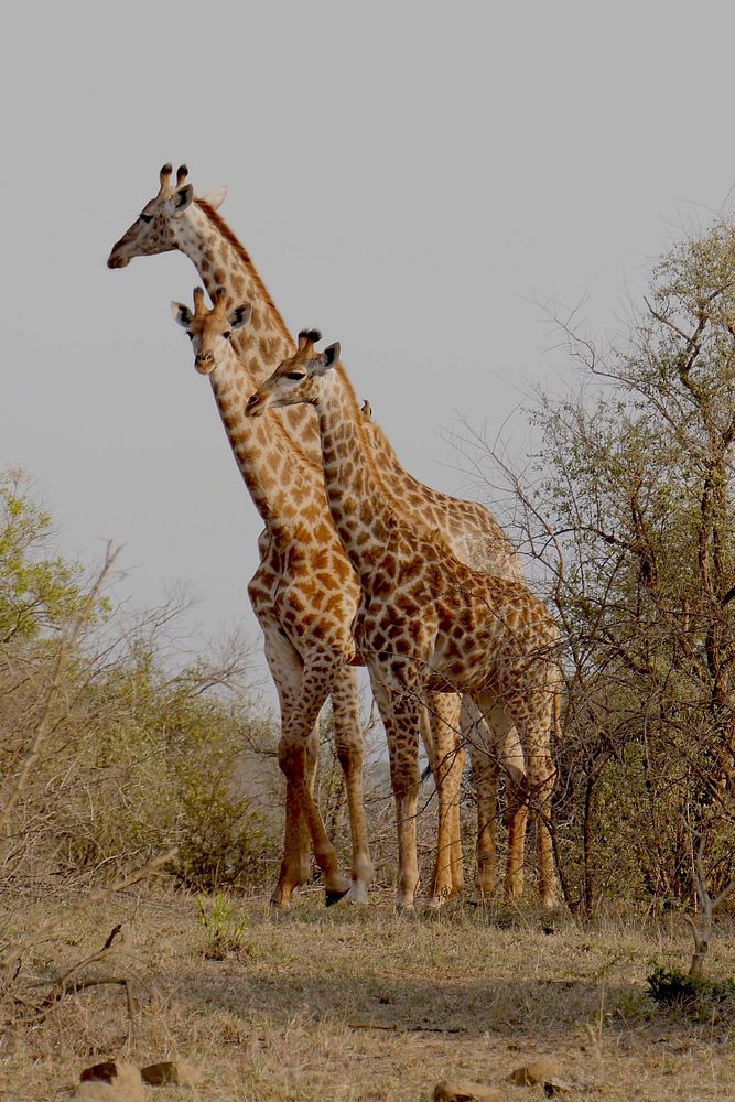 Giraffe tower, animal family. Free | Free Photo - rawpixel