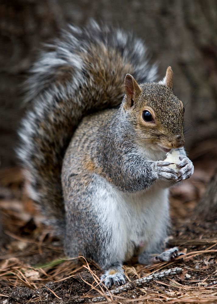 Cute squirrel eating nut image. | Free Photo - rawpixel