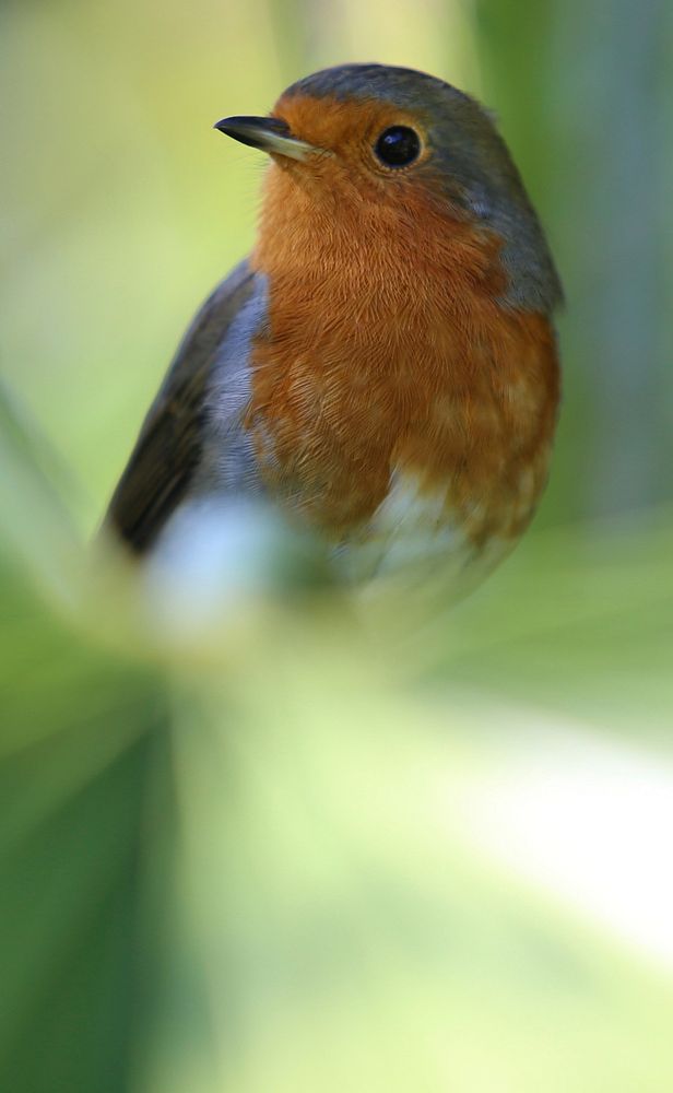 European robin bird close up | Free Photo - rawpixel