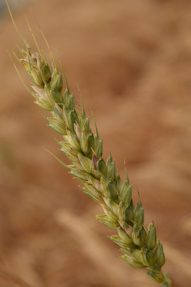 Wheat grain grass close up. | Free Photo - rawpixel