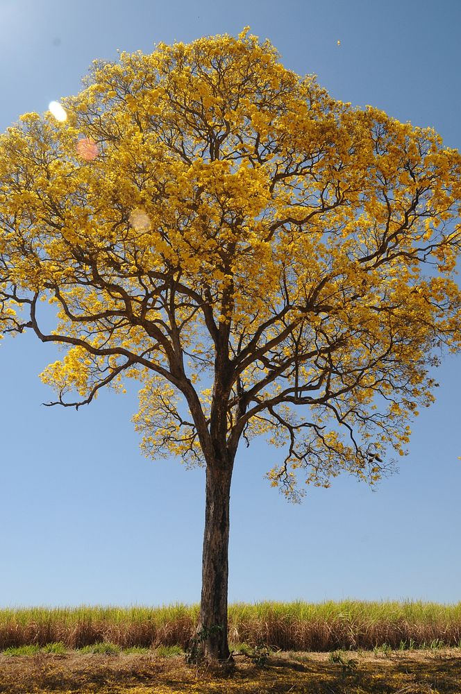 Autumn tree. Free public domain | Free Photo - rawpixel