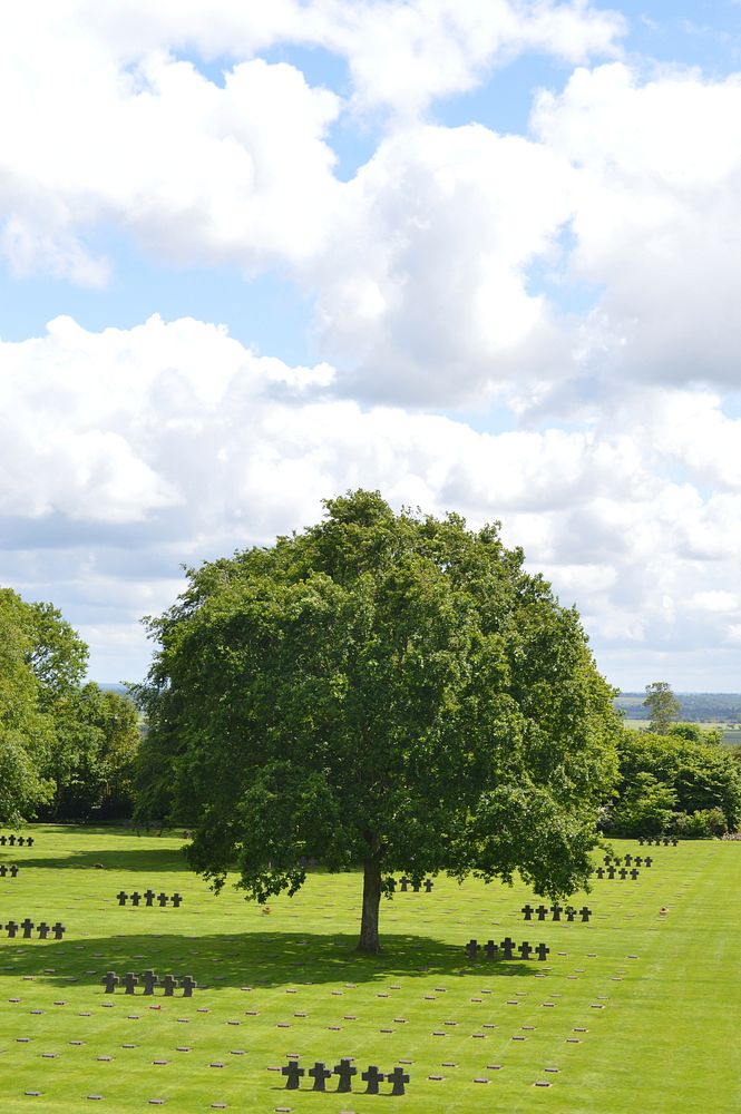 Elm tree middle graveyard. Free | Free Photo - rawpixel
